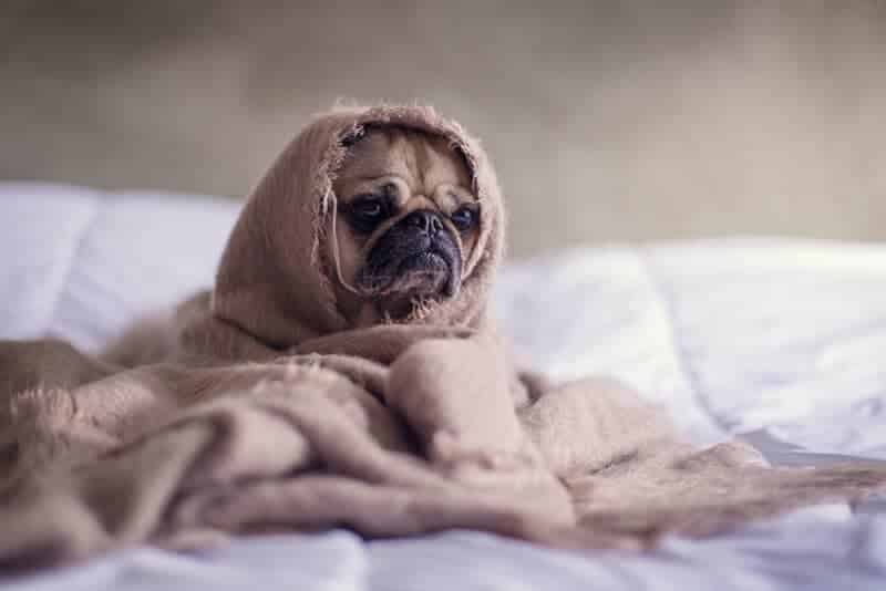 How Much Do Dogs Sleep and Why Is It Important? - NapLab